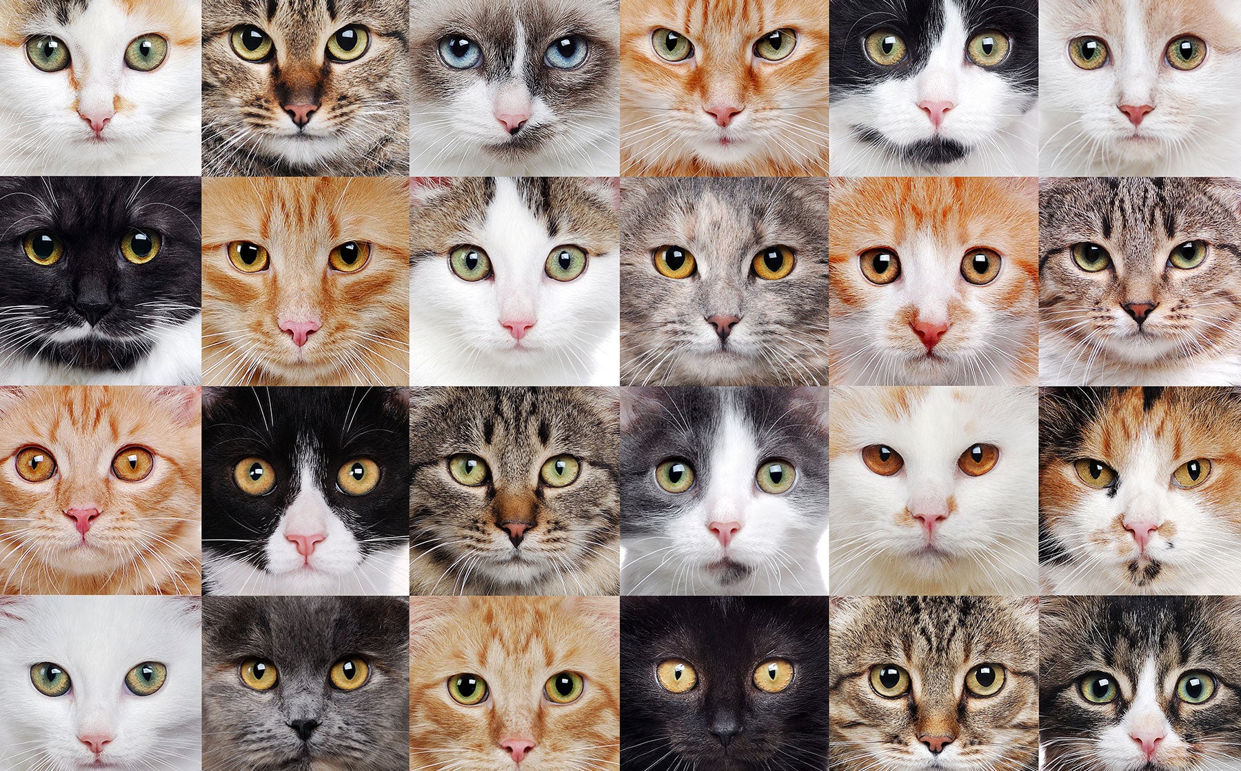 Different Types Of Cats The Different Cat Breeds Advanced New Breeds Different Types Of Cats The Different Cat Breeds Advanced New Breeds