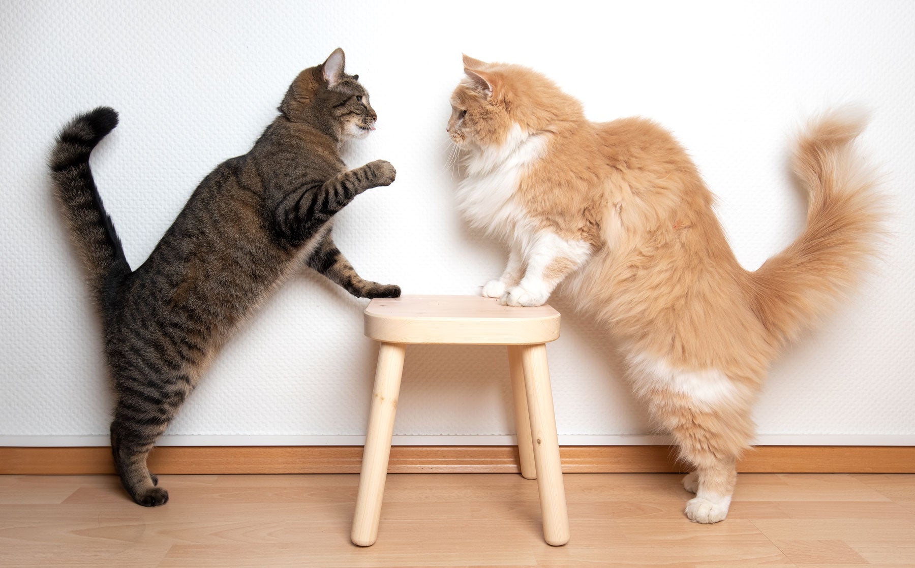 How to Stop My Cat from Bullying I Modkat