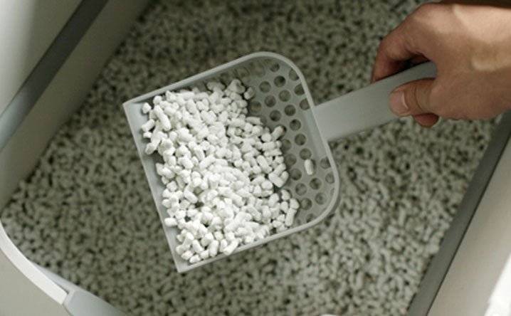 6 tips on transitioning to a new litter. - Modkat