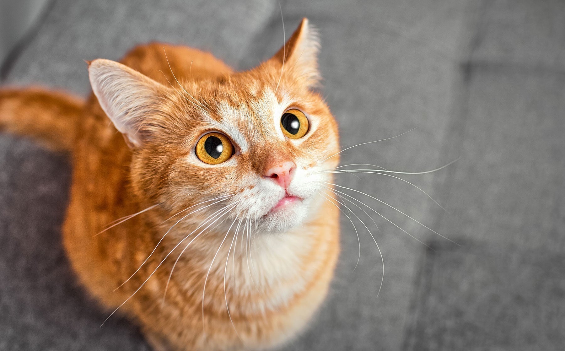 Why does my cat stare at me? - Modkat