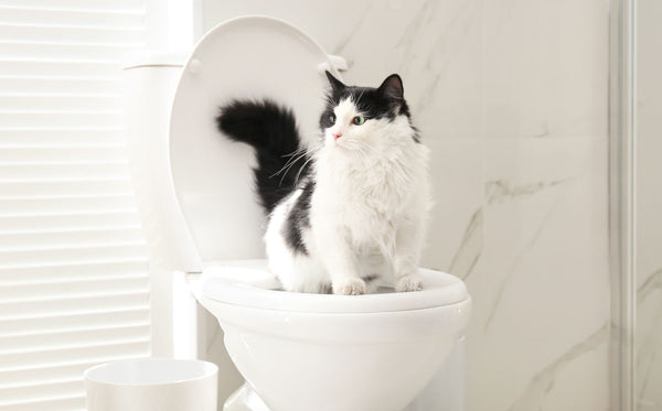 7 Reasons why your cat is accidentally peeing in the house. - Modkat